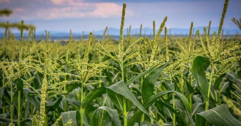 Bihar Agriculture, About Bihar Agriculture, Vision, FAQ on Bihar ...