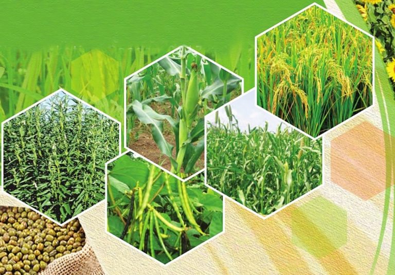 Bihar Krishi, Hedgerow Intercropping, What are the benefits, Responsibility